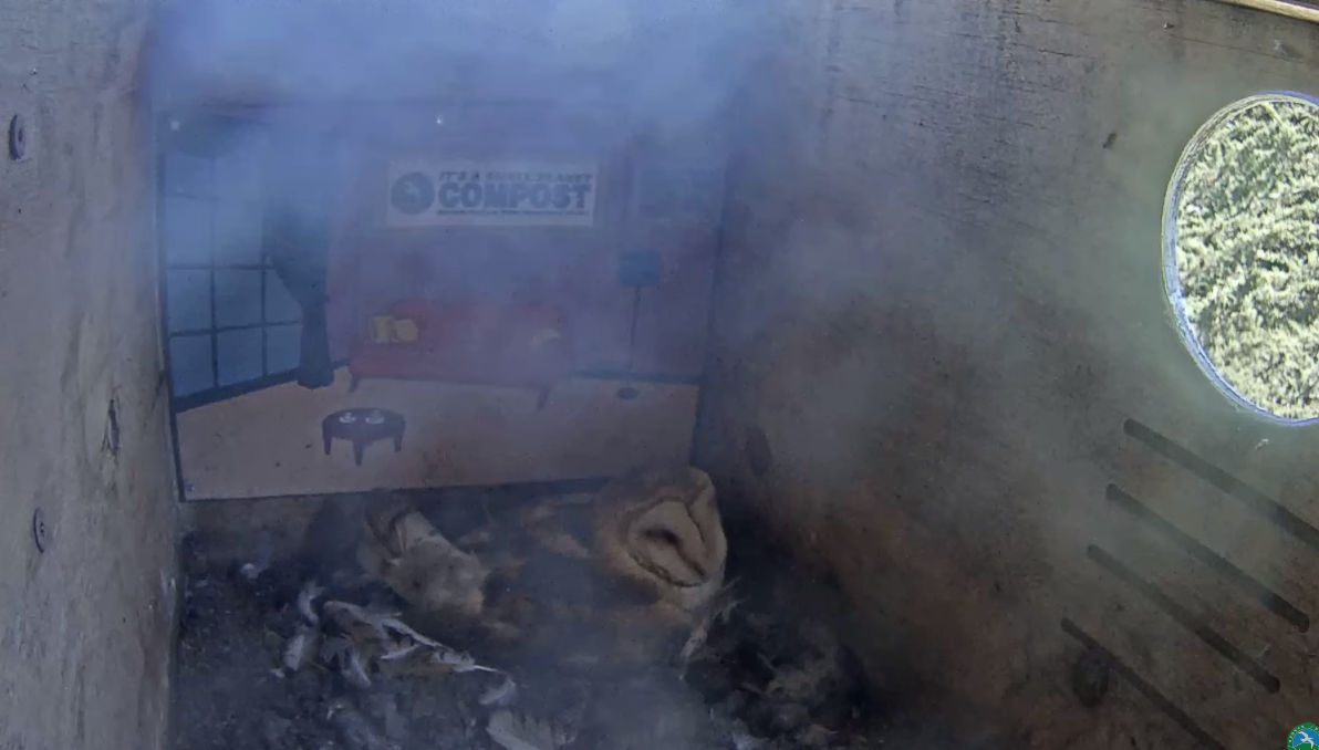 Webcam: Barn owls | BirdCAMs